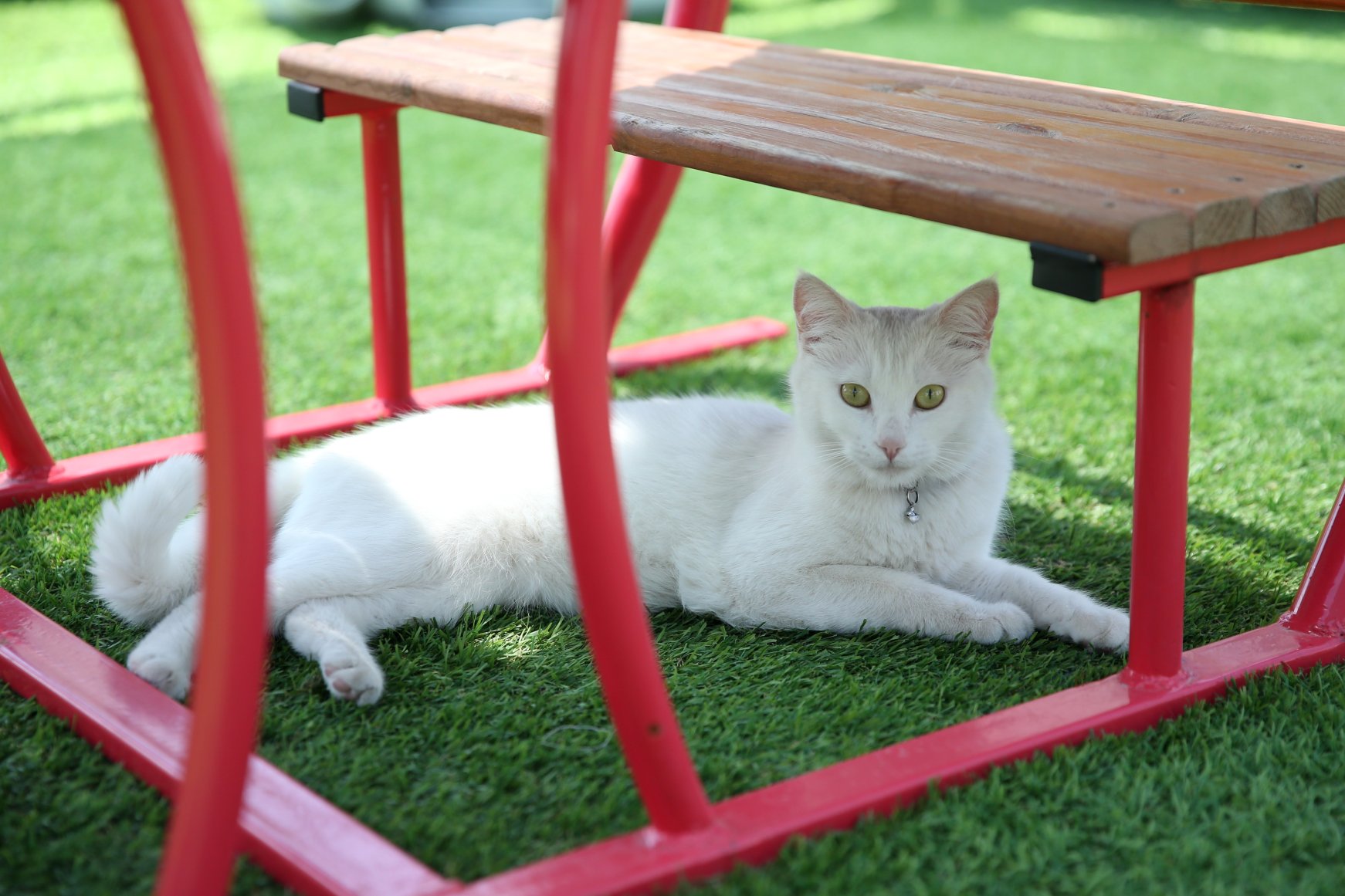 Türkiye's 'Cat Town': Overcome your fears while loving cats | Daily Sabah