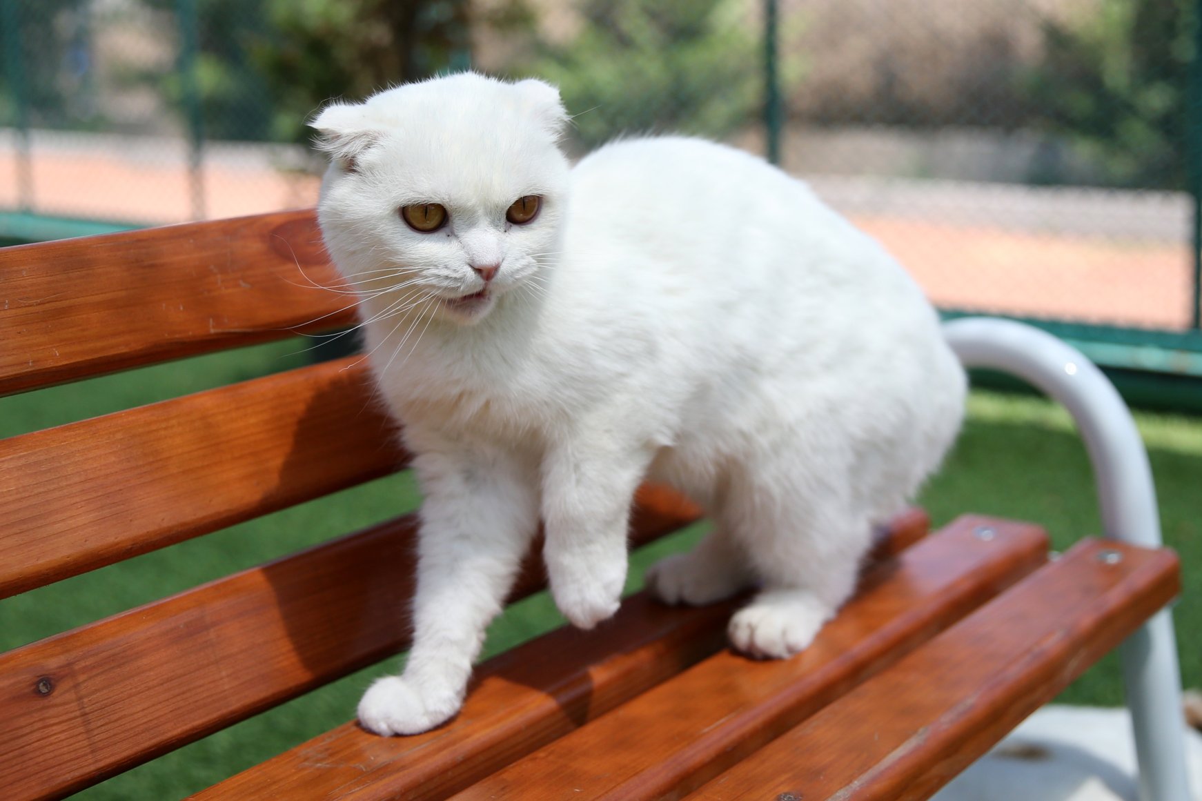 Türkiye's 'Cat Town': Overcome your fears while loving cats | Daily Sabah