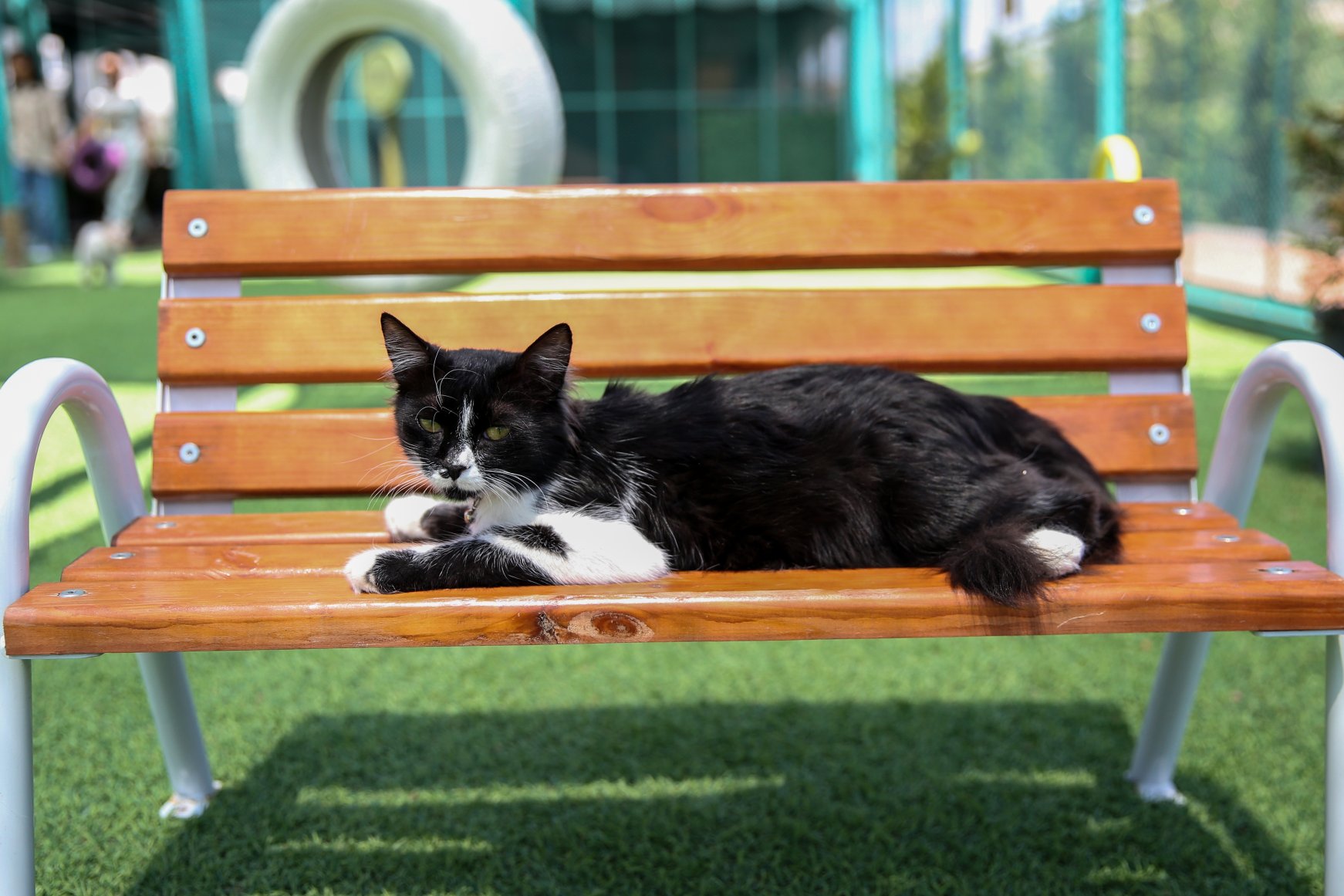 Türkiye's 'Cat Town': Overcome your fears while loving cats | Daily Sabah