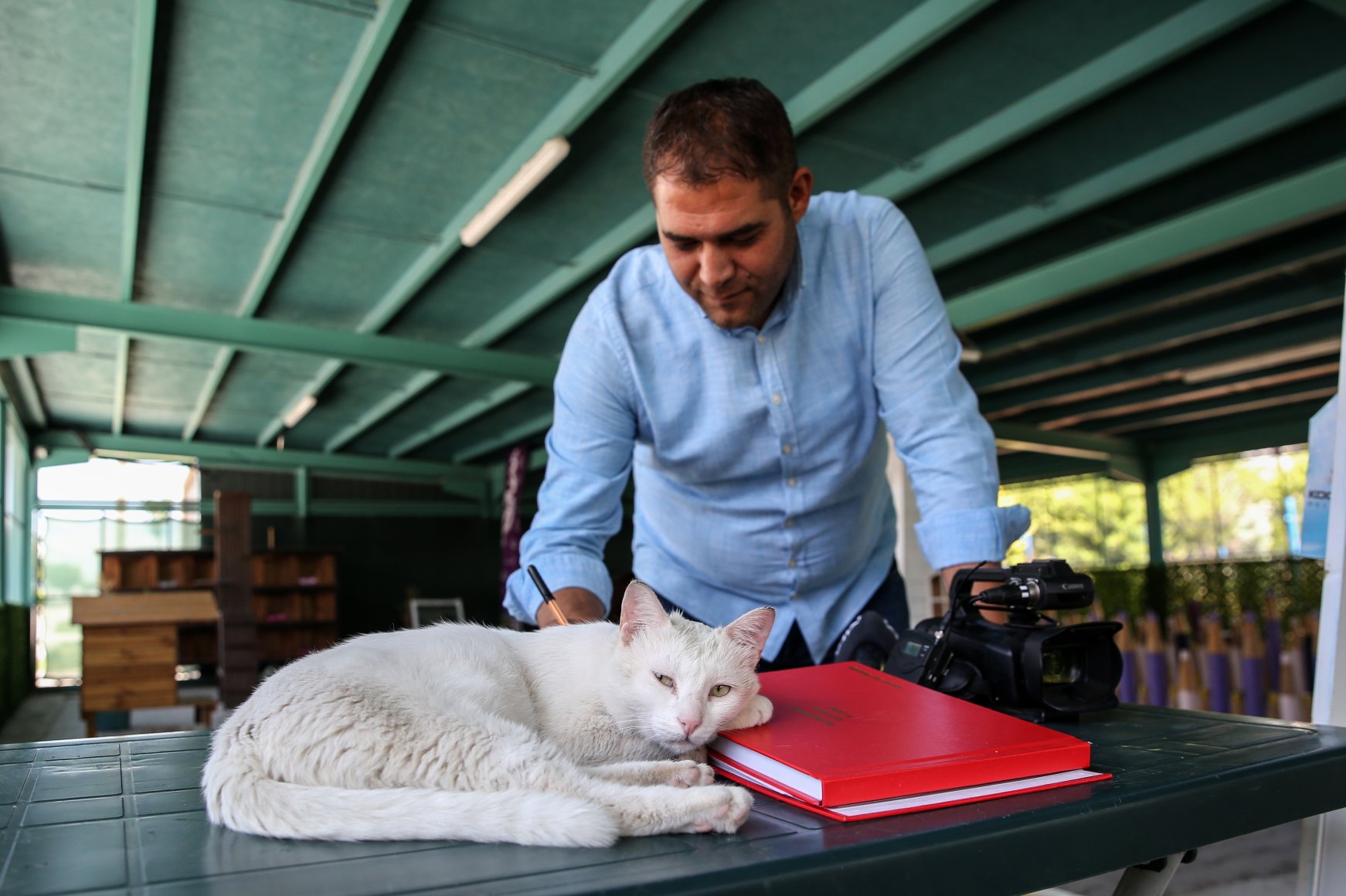 Türkiye's 'Cat Town': Overcome your fears while loving cats | Daily Sabah