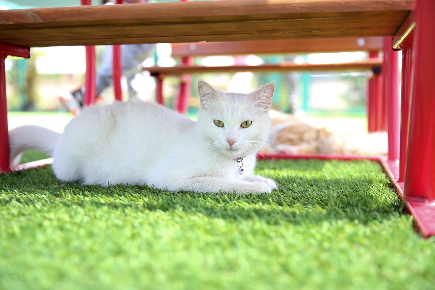 Türkiye's 'Cat Town': Overcome your fears while loving cats | Daily Sabah