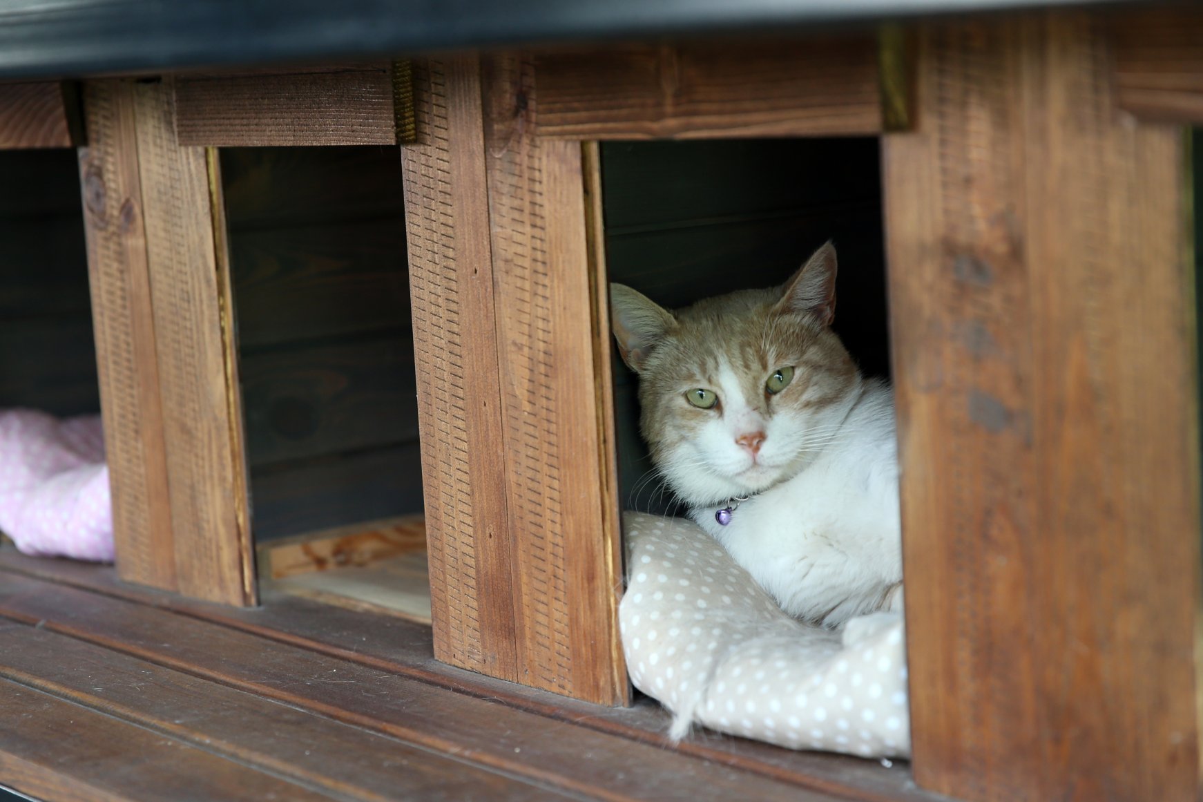 Türkiye's 'Cat Town': Overcome your fears while loving cats | Daily Sabah