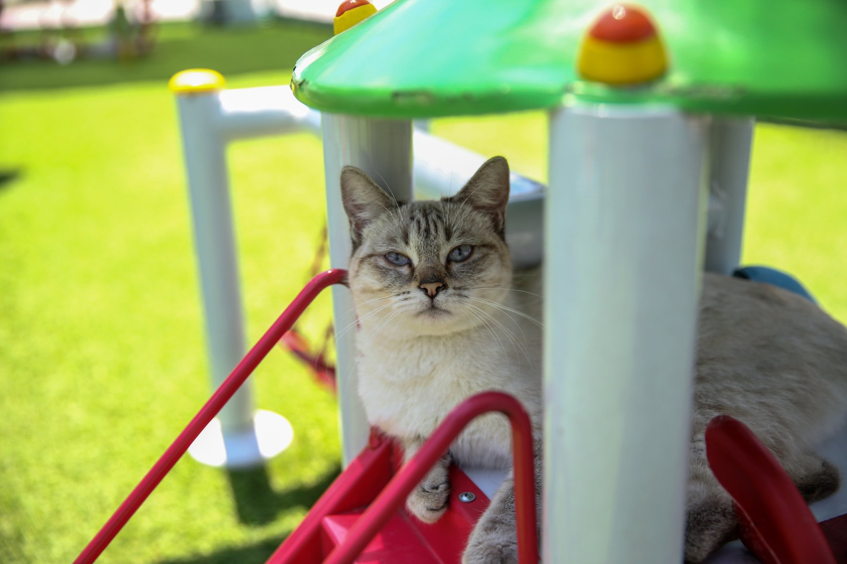 Türkiye's 'Cat Town': Overcome your fears while loving cats | Daily Sabah