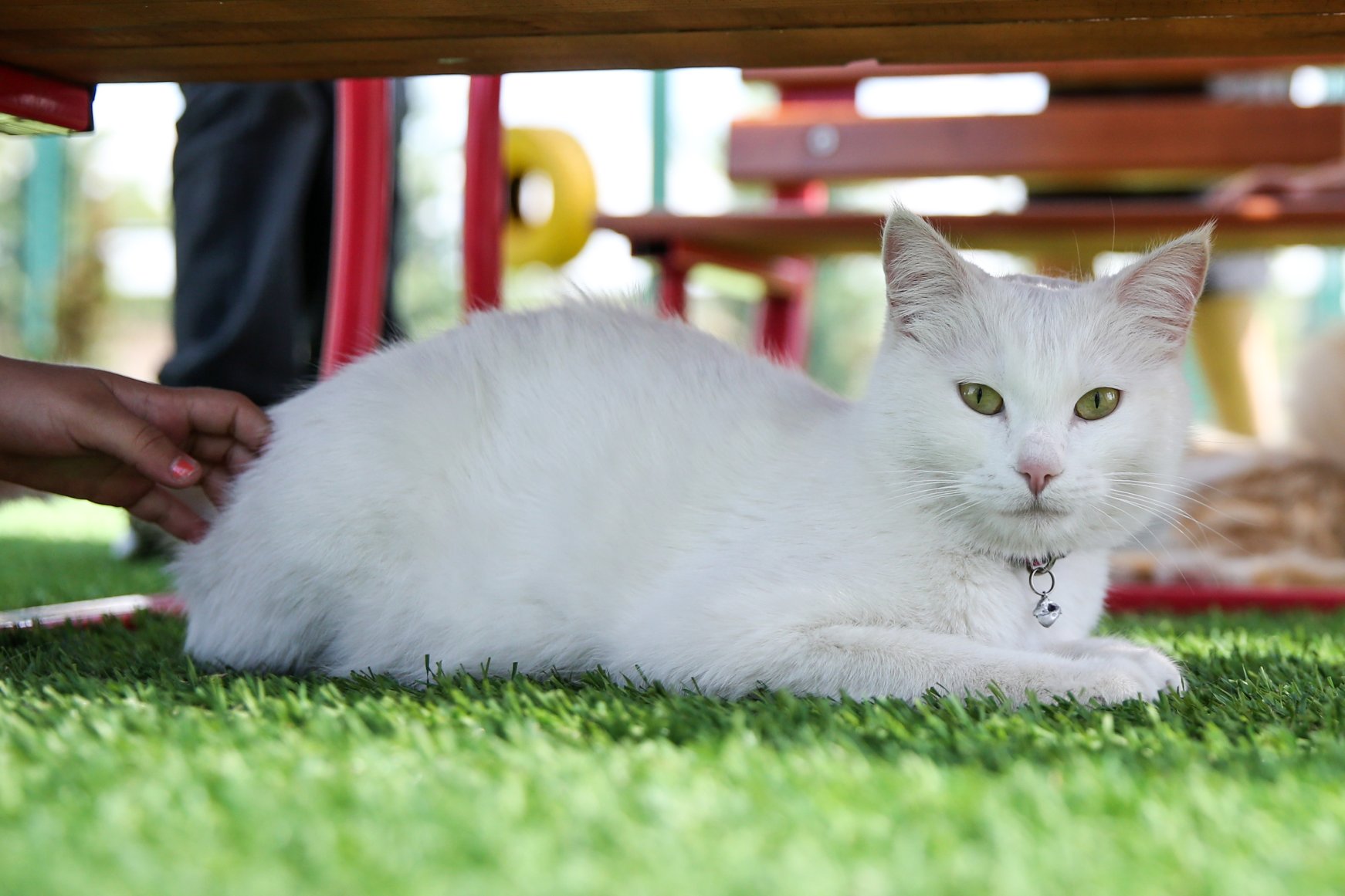 Türkiye's 'Cat Town': Overcome your fears while loving cats | Daily Sabah