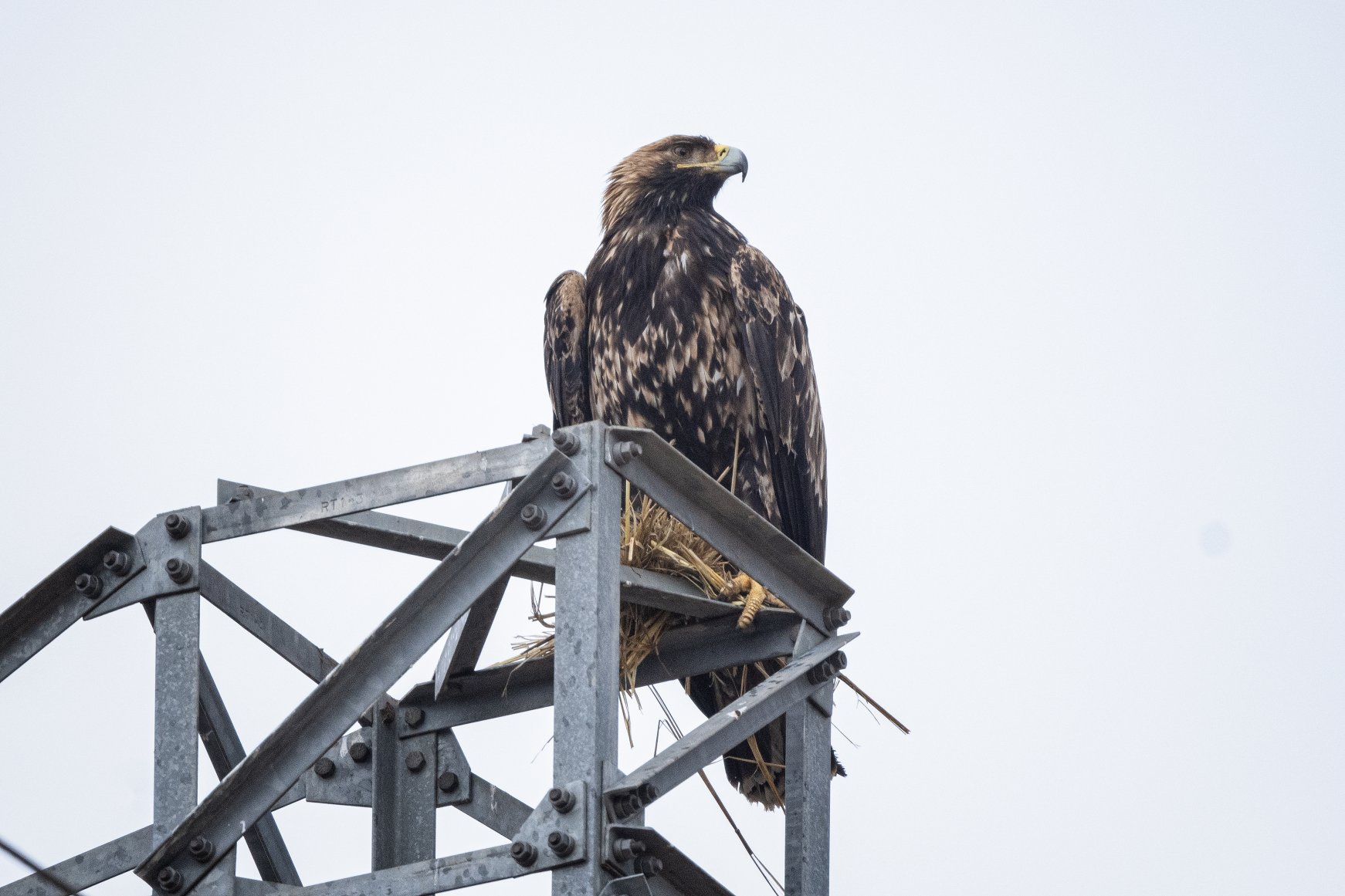 Imperial eagle: A resident species in Türkiye | Daily Sabah