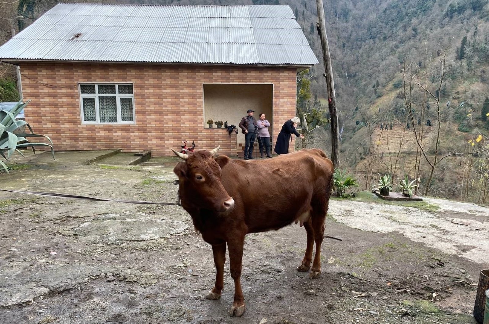 Turkish cow hitches ride to Georgia, villagers seek owner | Daily Sabah