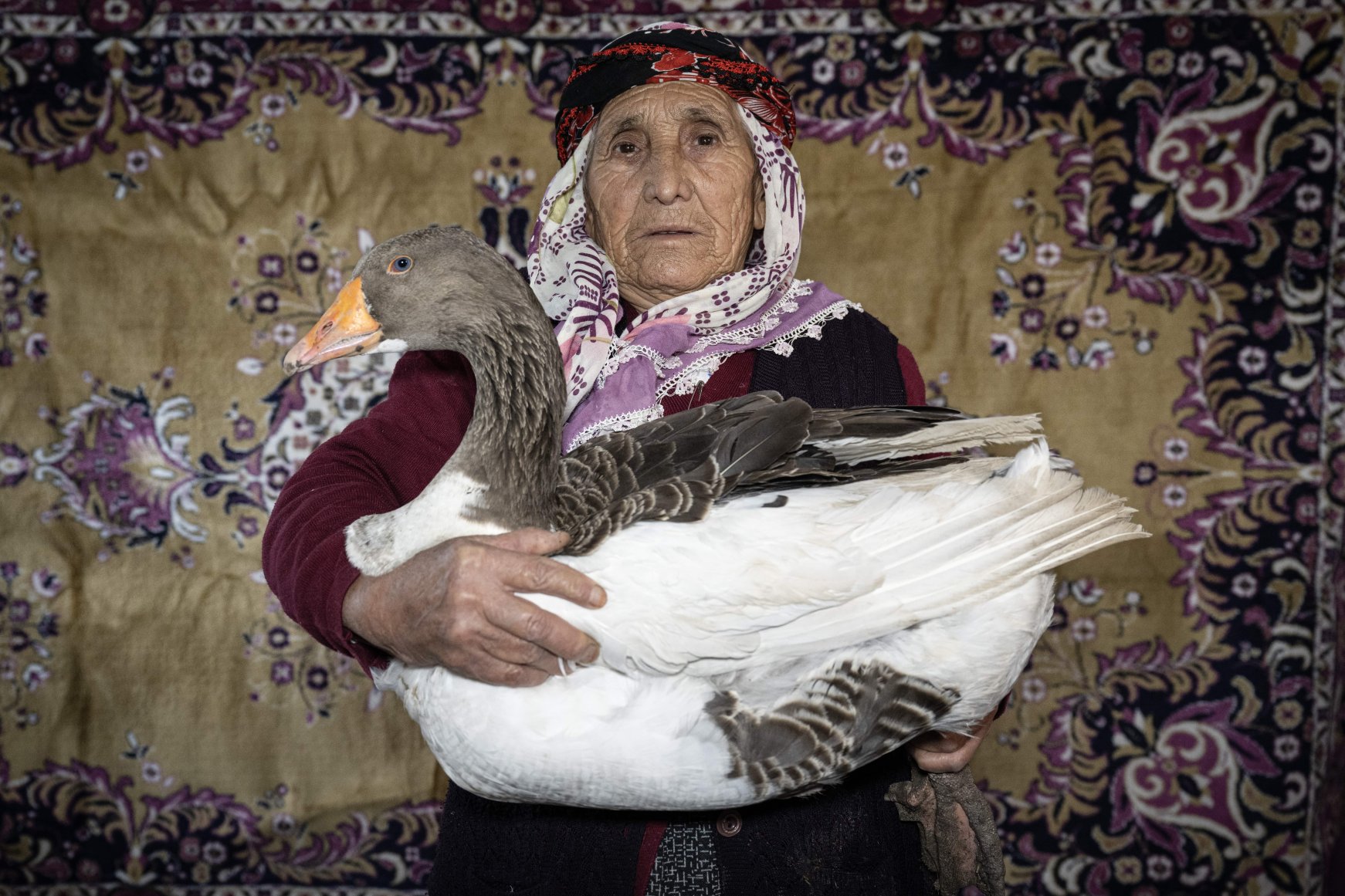 Under the wings of women: Goose farming in Kars | Daily Sabah
