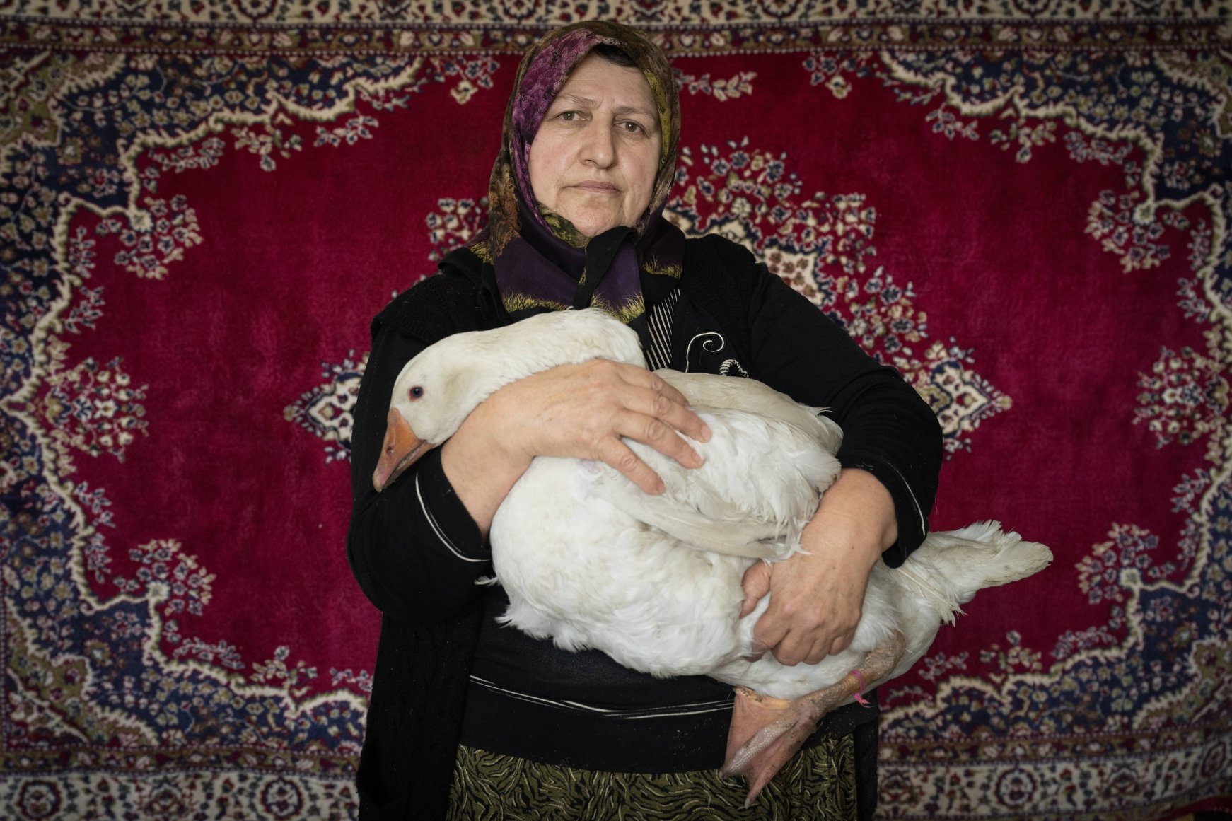 Under the wings of women: Goose farming in Kars | Daily Sabah