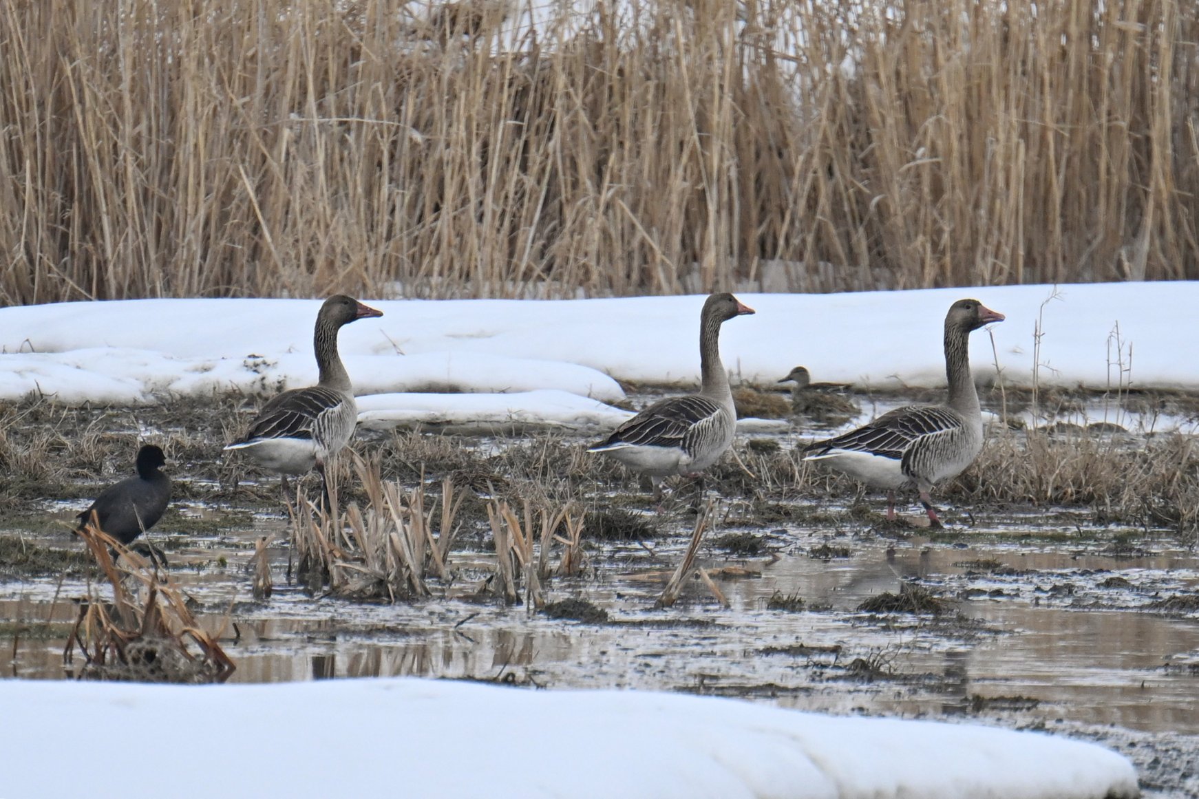 Van's safe migration routes for wild geese | Daily Sabah