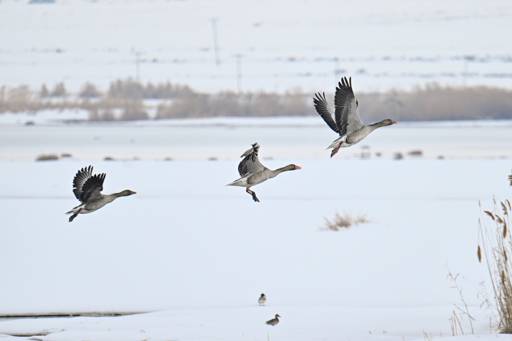 Van's safe migration routes for wild geese | Daily Sabah