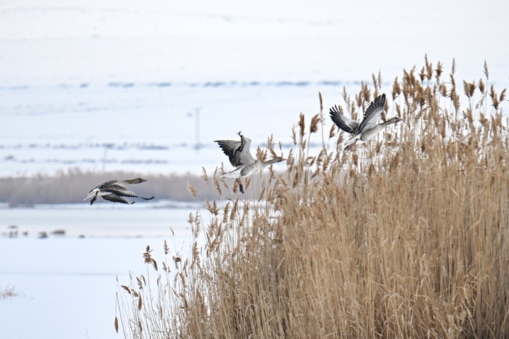Van's safe migration routes for wild geese | Daily Sabah