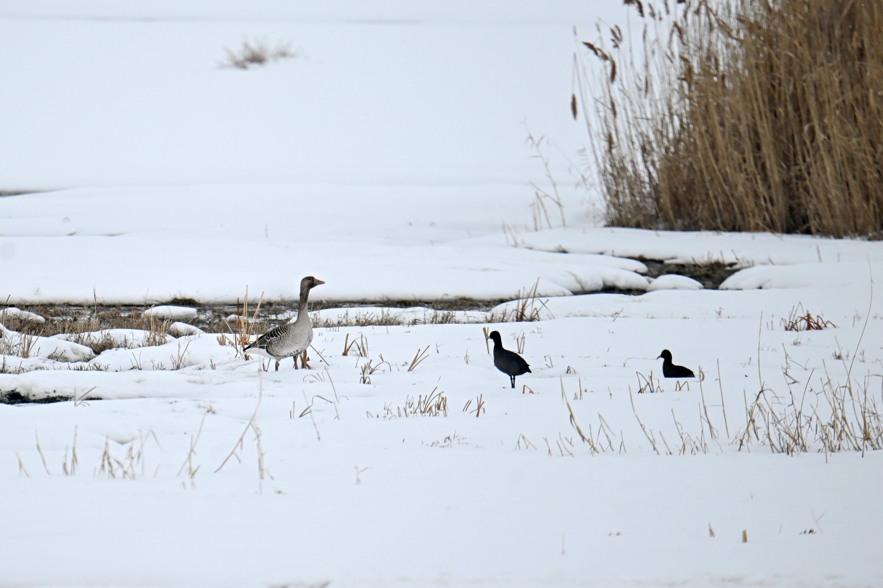 Van's safe migration routes for wild geese | Daily Sabah