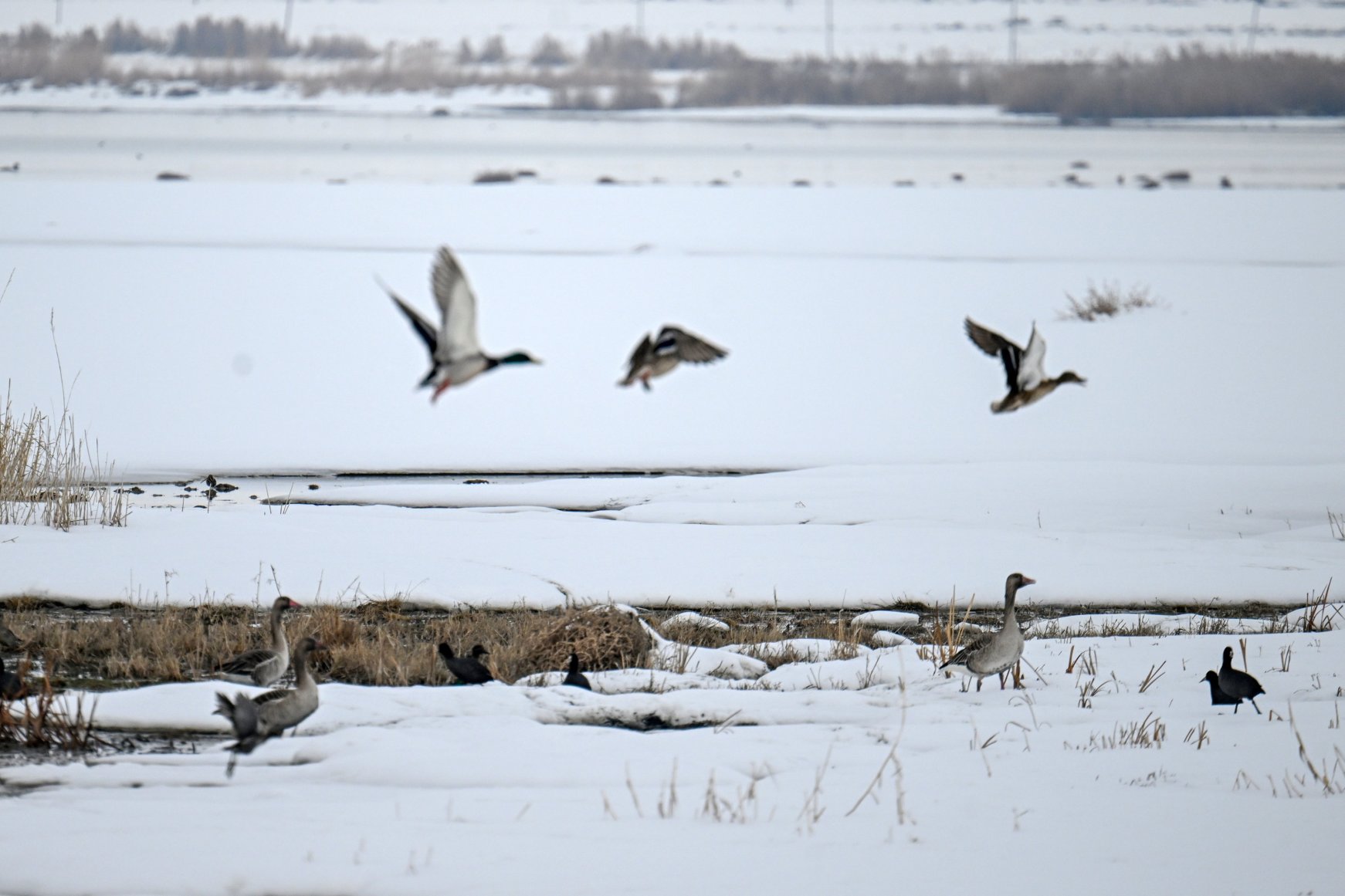 Van's safe migration routes for wild geese | Daily Sabah