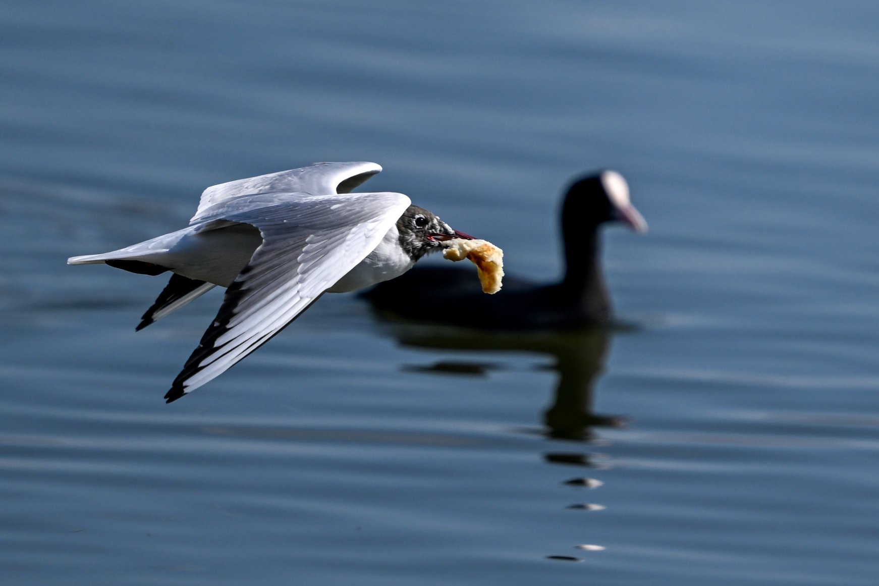 Seagulls grace the skies over Ankara's Mogan Lake | Daily Sabah