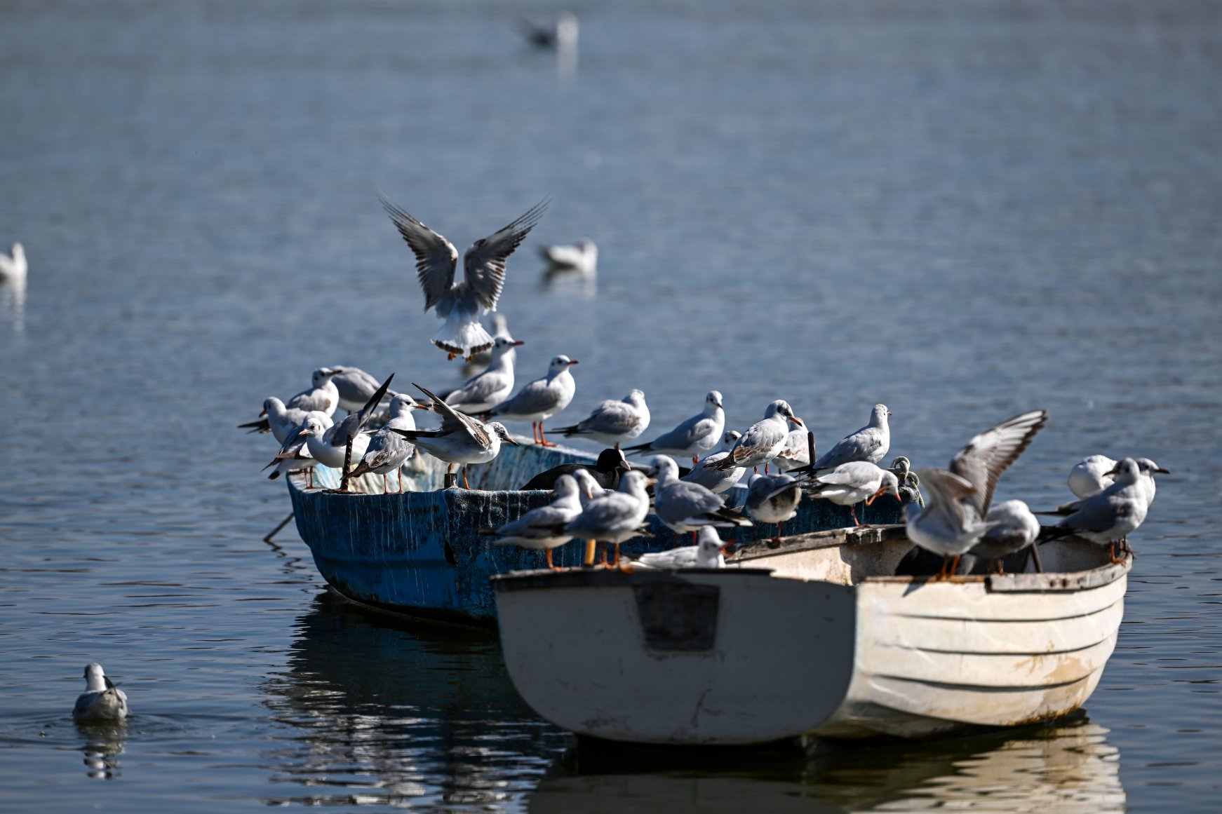 Seagulls grace the skies over Ankara's Mogan Lake | Daily Sabah