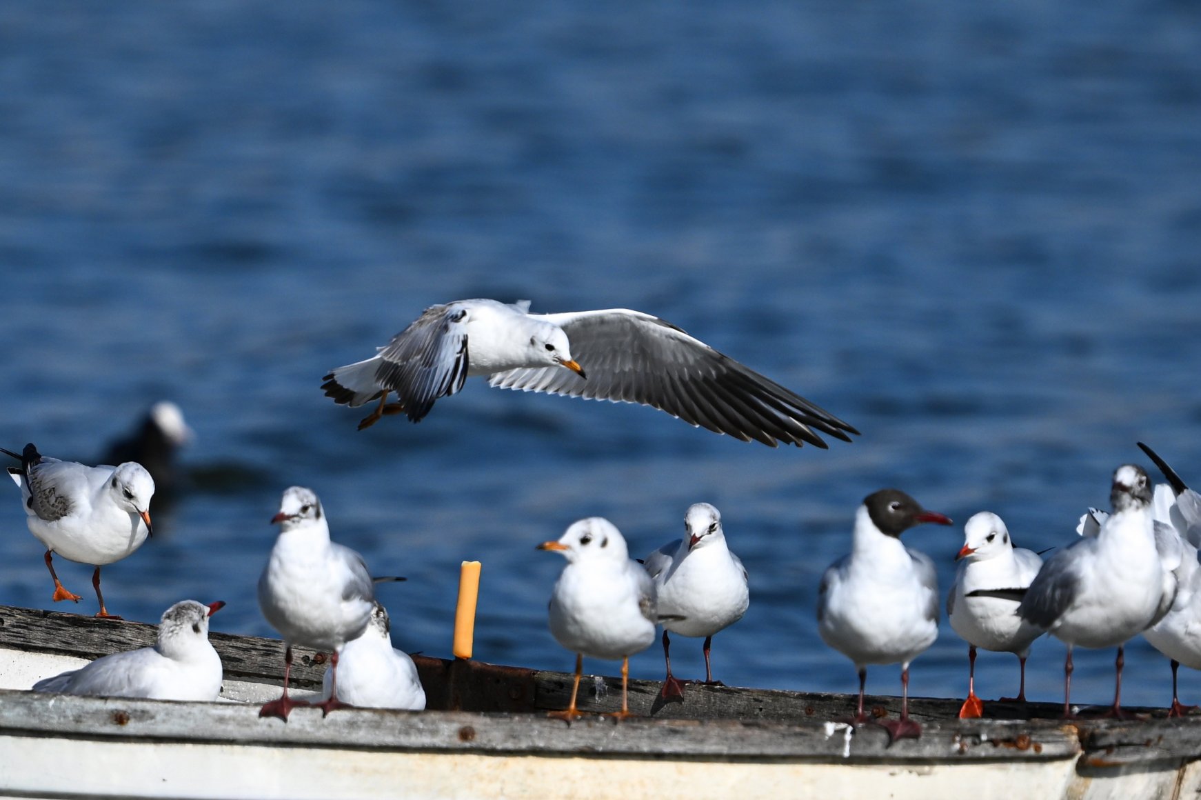 Seagulls grace the skies over Ankara's Mogan Lake | Daily Sabah