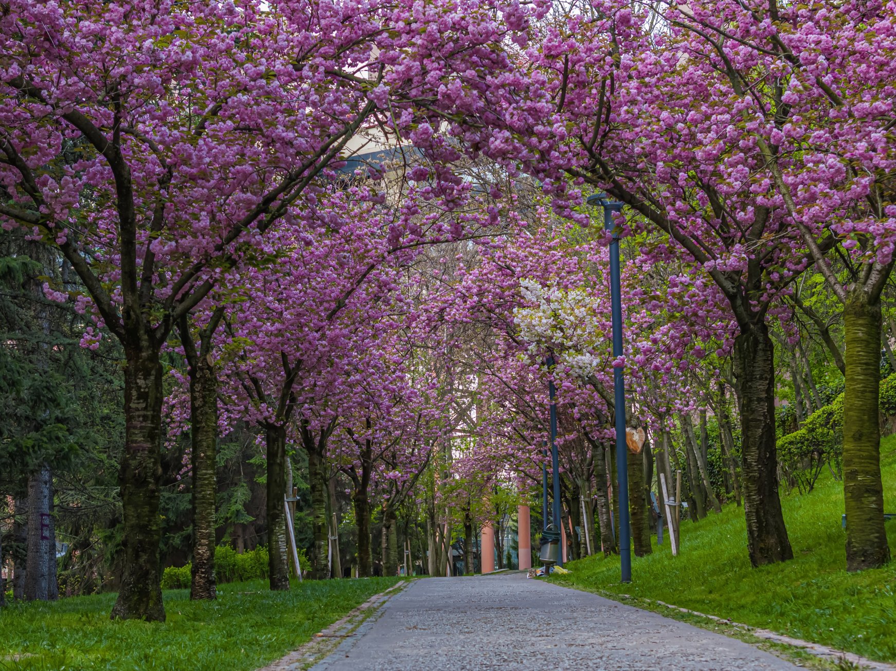 Time for cherry blossoms in Turkish capital Ankara | Daily Sabah