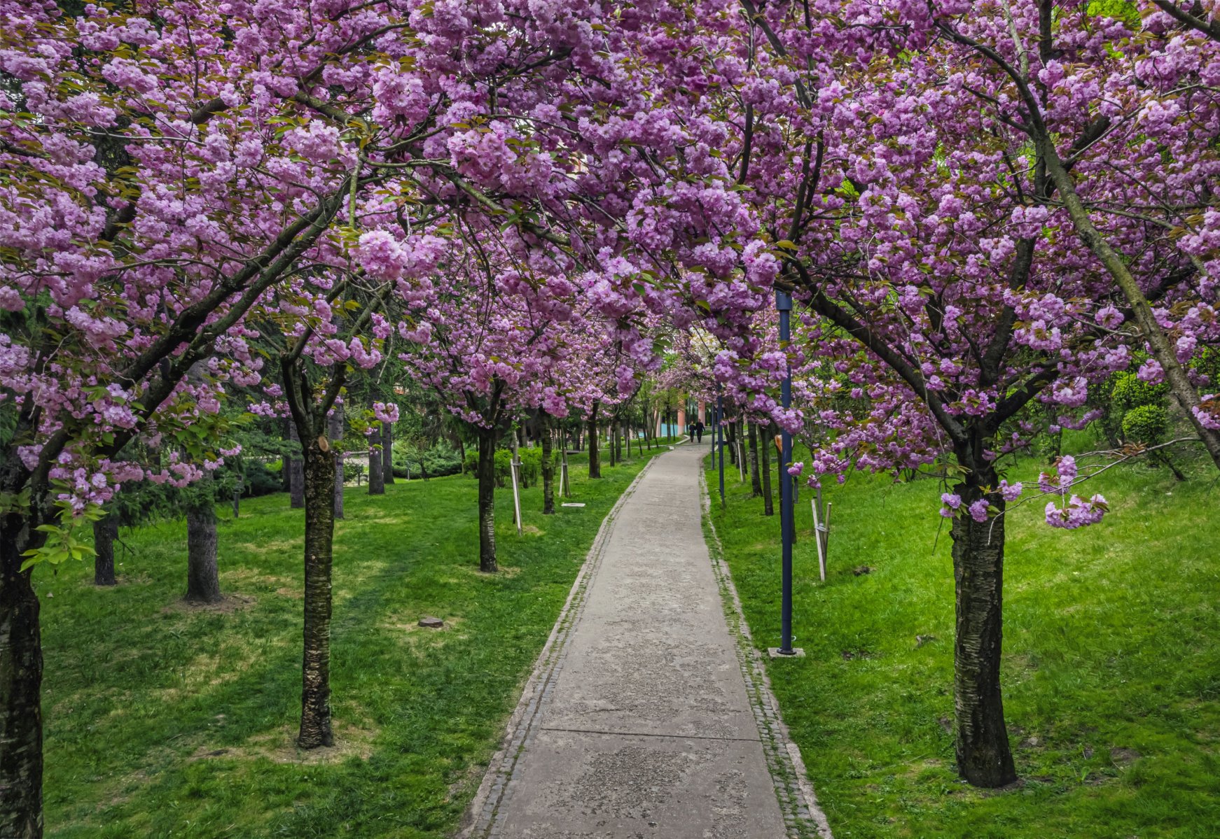 Time for cherry blossoms in Turkish capital Ankara | Daily Sabah