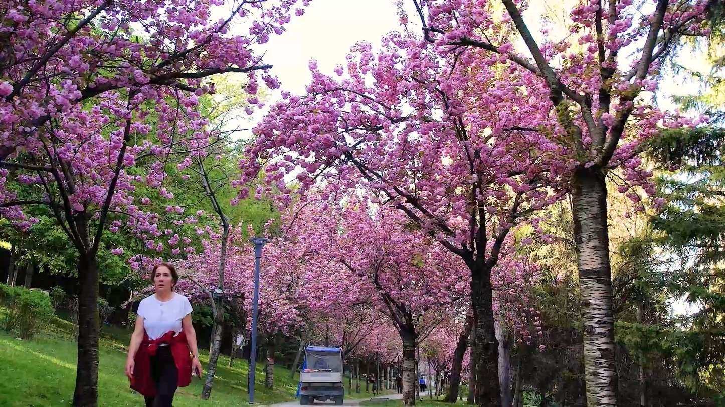 Time for cherry blossoms in Turkish capital Ankara | Daily Sabah