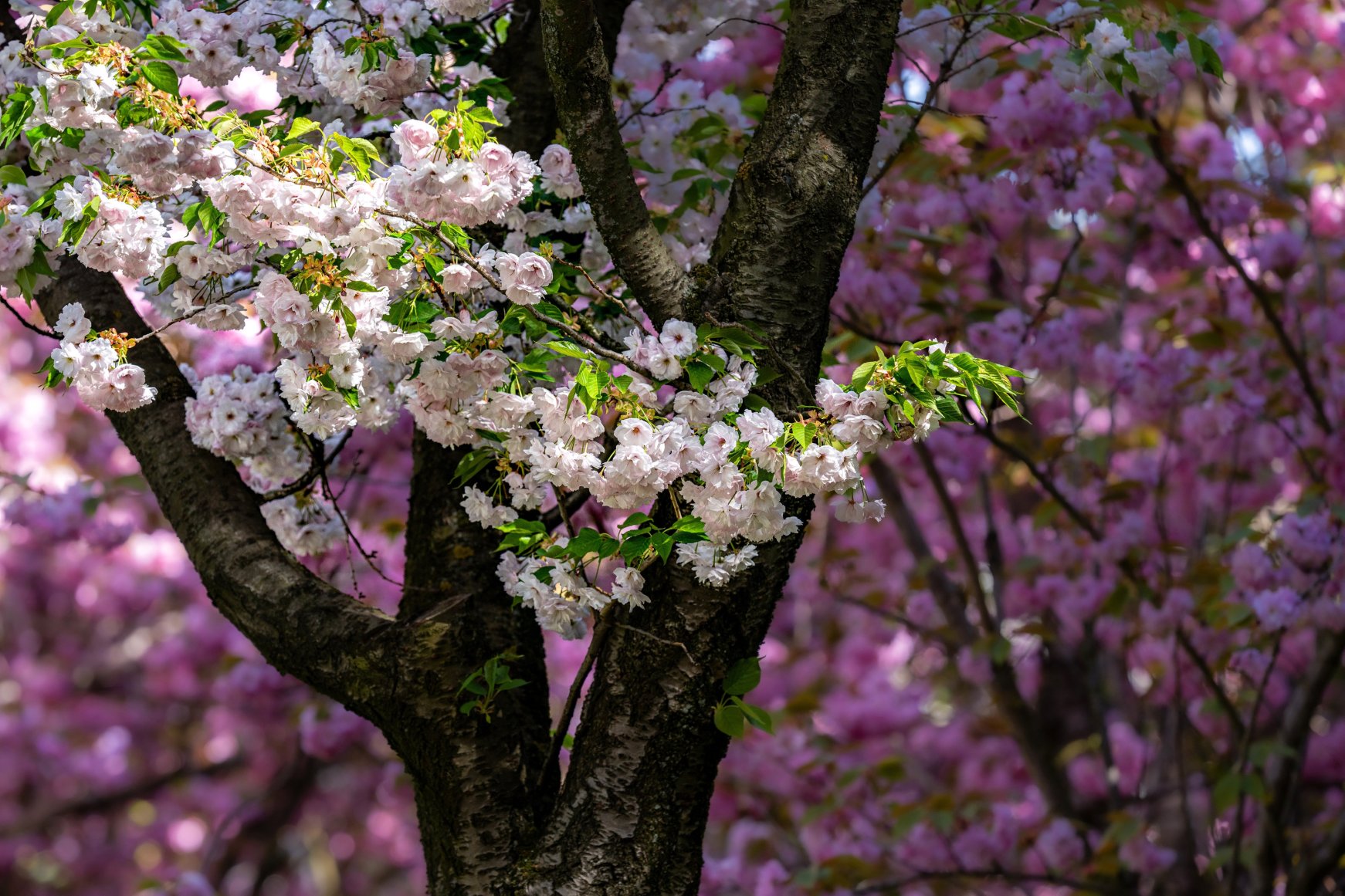 Time for cherry blossoms in Turkish capital Ankara | Daily Sabah