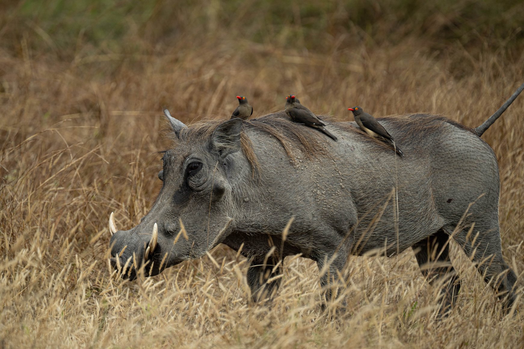 Tanzania's Mikumi National Park: Gateway to unrivaled African wildlife ...