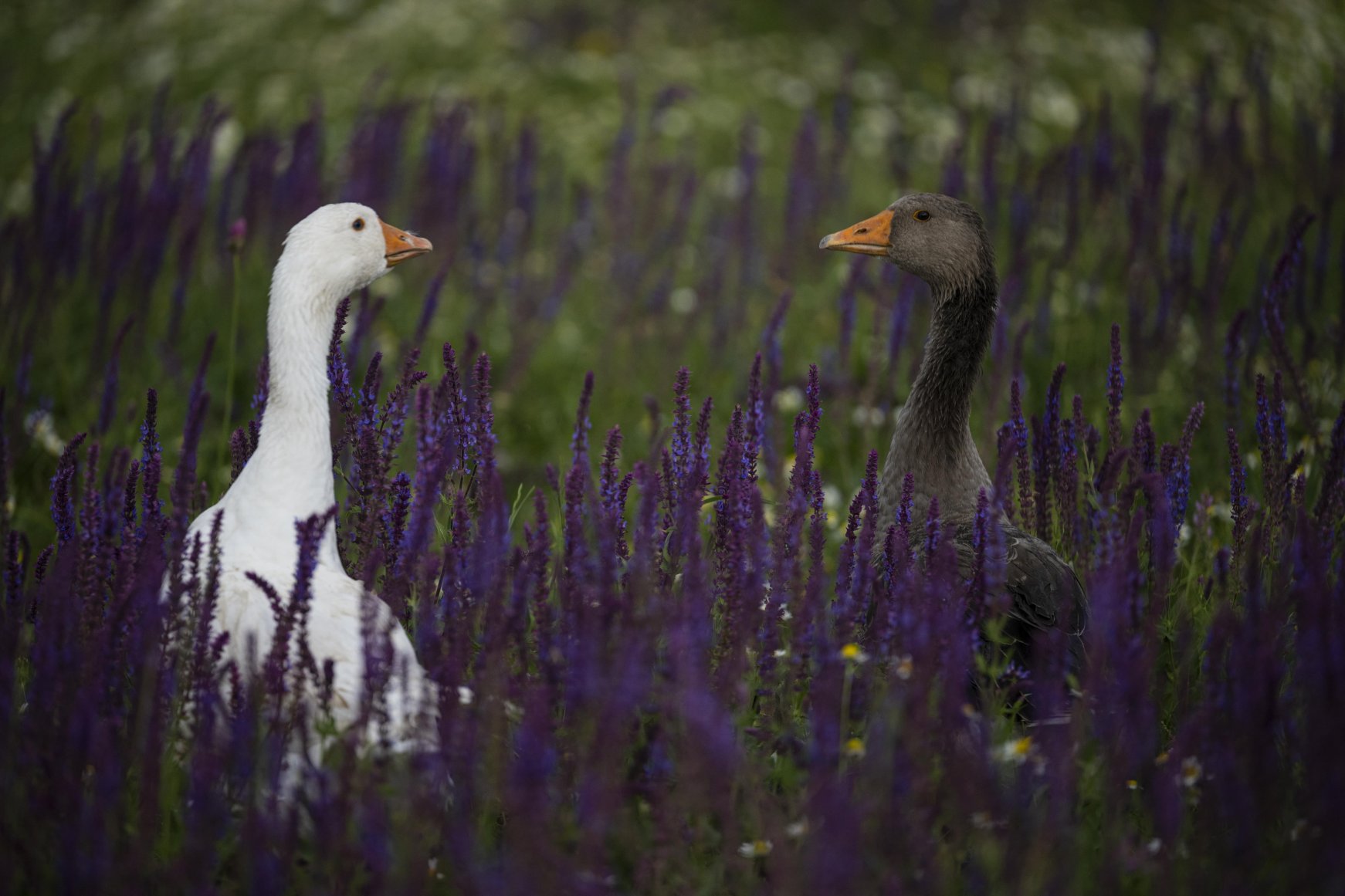 Famous geese feed in lush green pastures in Türkiye's Kars | Daily Sabah