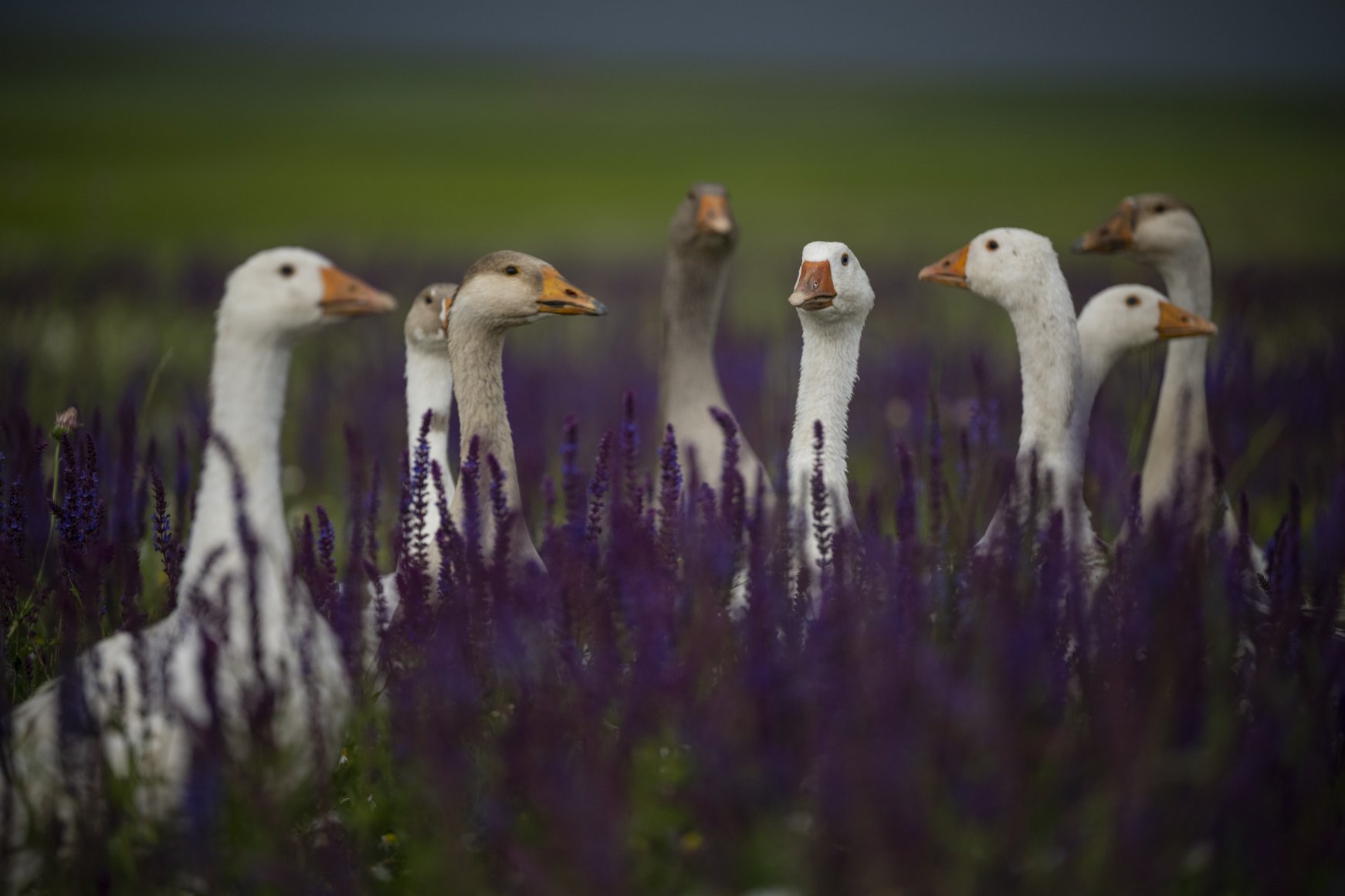 Famous geese feed in lush green pastures in Türkiye's Kars | Daily Sabah