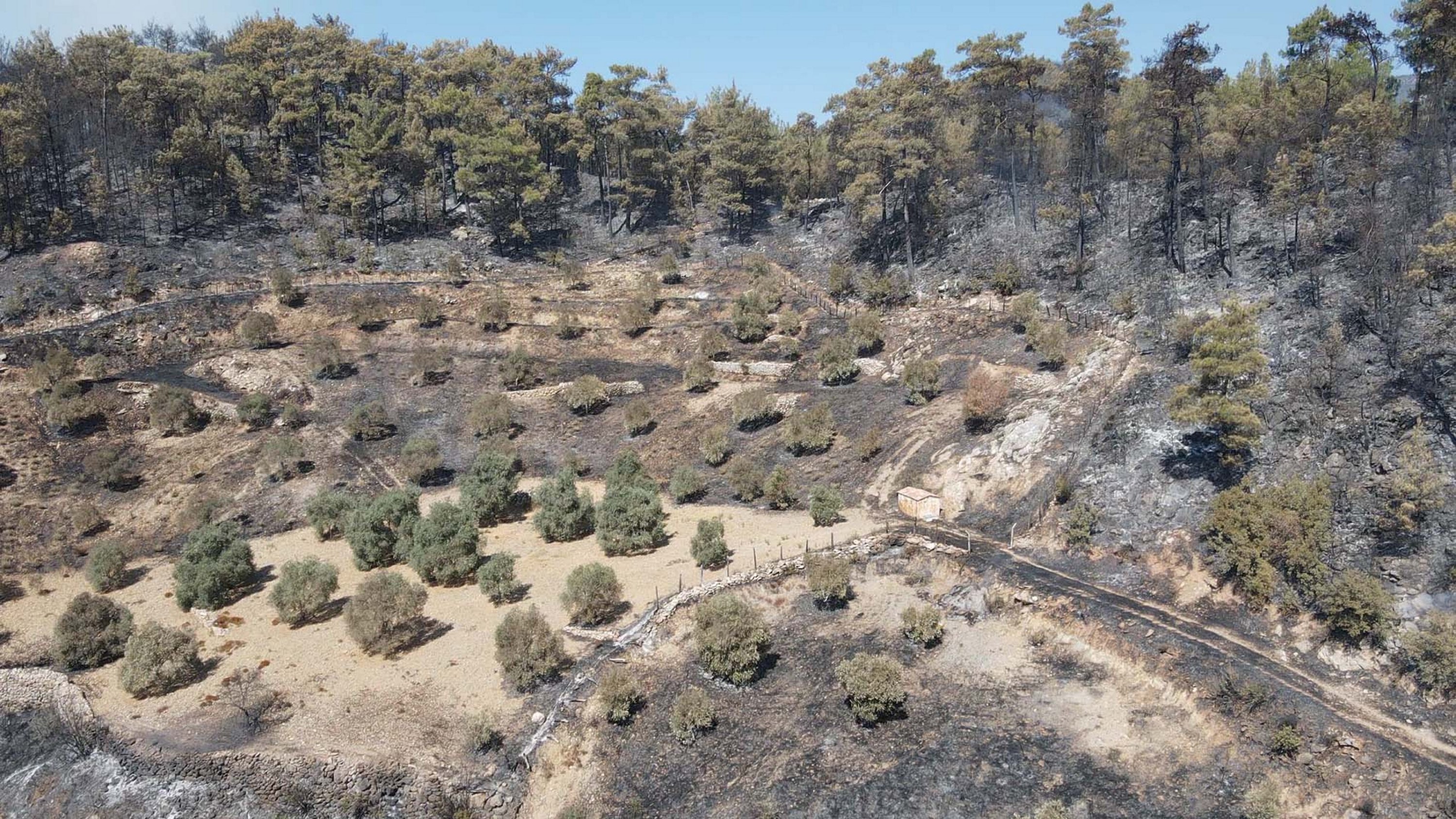 Muğla forest fire under control after 43 hours, damages 200 hectares ...
