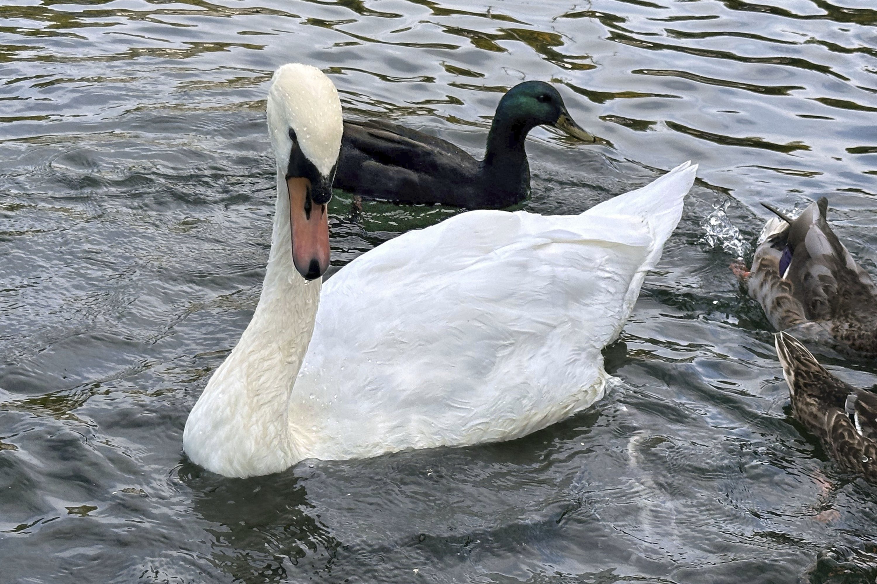 Community split over fate of beloved swans in New York village | Daily ...
