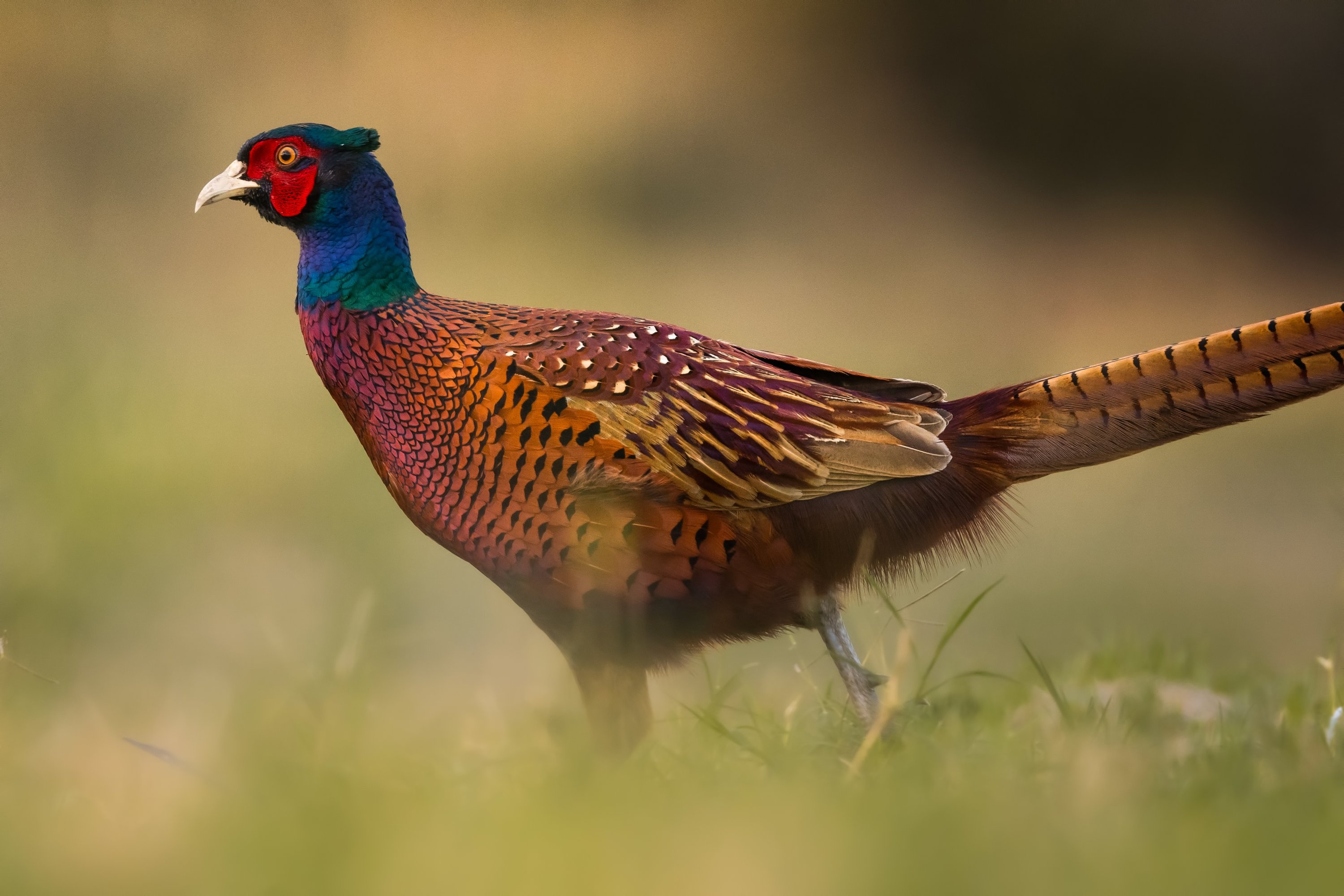 multi coloured pheasant