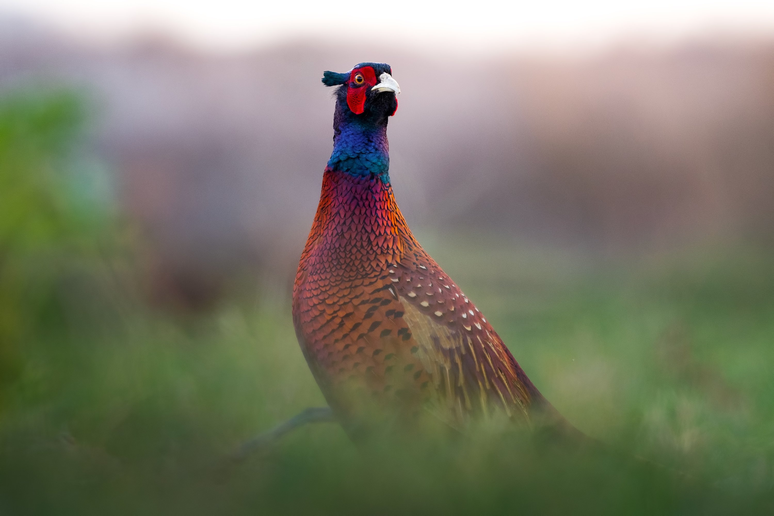 multicolored pheasants