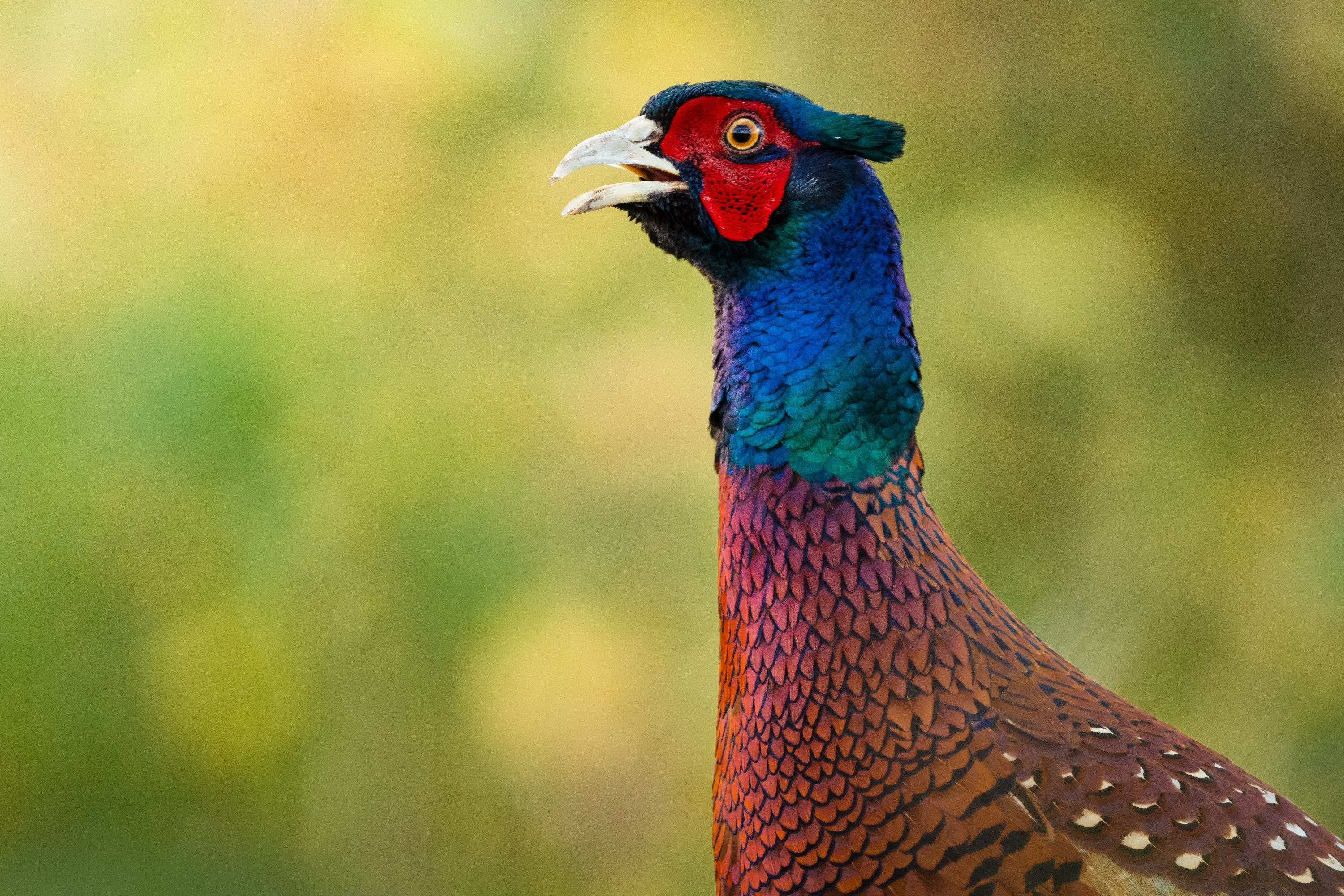 multicolored pheasants