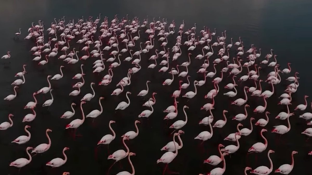 Flamingos grace wetlands of eastern Türkiye’s Lake Erçek | Daily Sabah