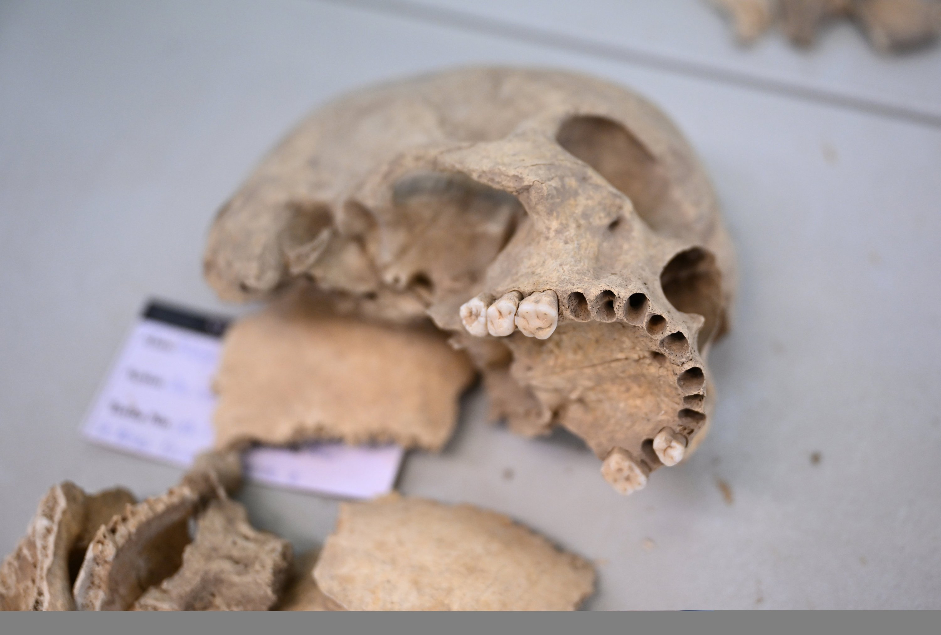 Bones in Türkiye reveal genetic clues to life 12,000 years ago | Daily ...