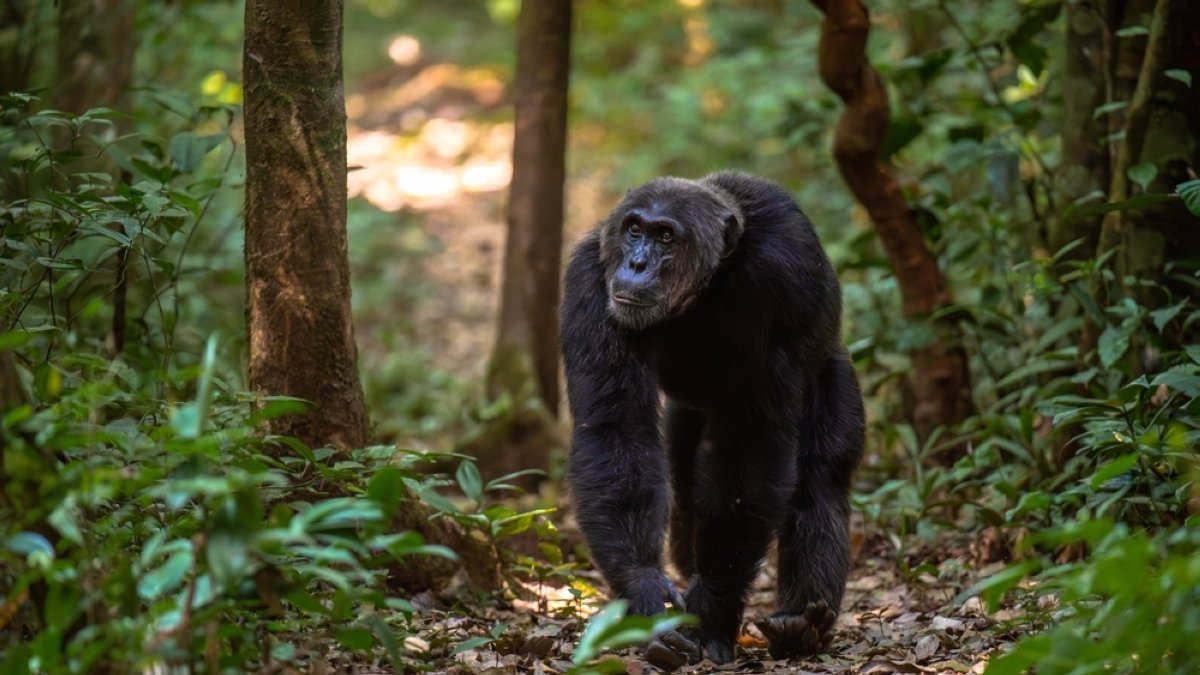 Ai, 'genius' chimpanzee who learned alphabet, dies at 49 | Daily Sabah